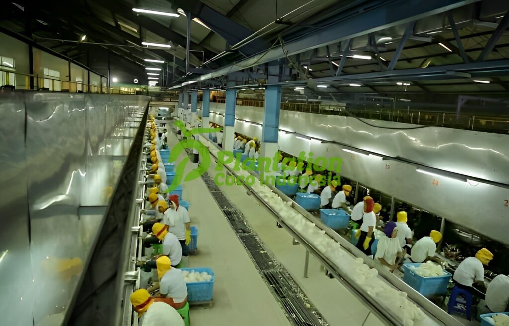 Plantation Coco Indonesia - Coconut From Indonesia