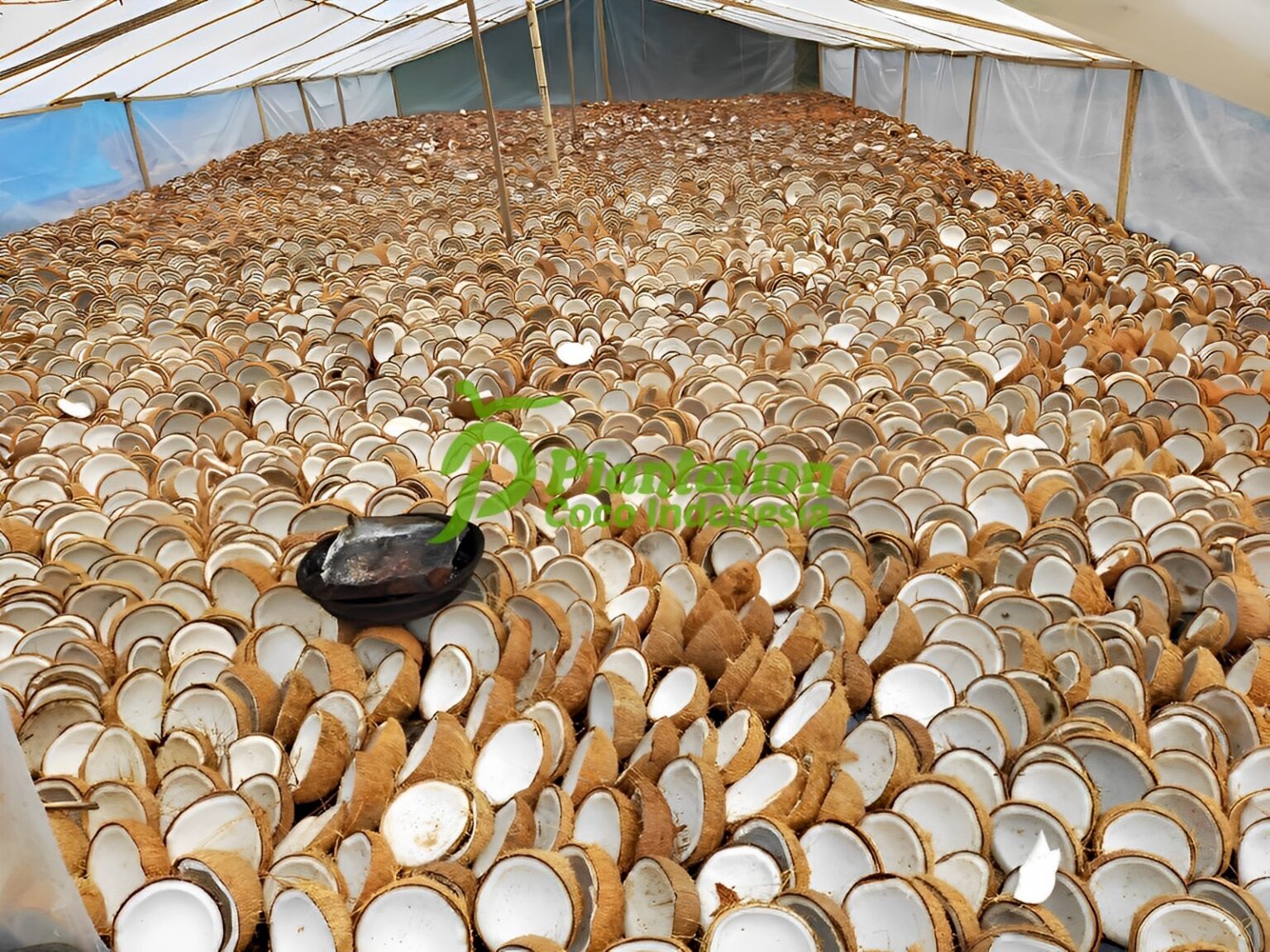 Plantation Coco Indonesia - Coconut From Indonesia