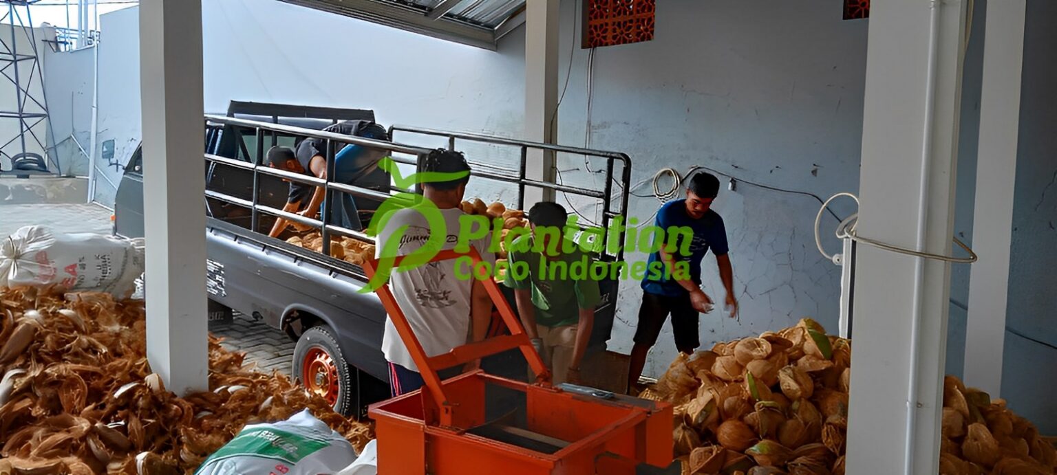 Plantation Coco Indonesia - Coconut From Indonesia